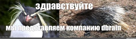Создать мем "иглы дикобраза, penguin, дикобразы" - Картинки - Meme ...