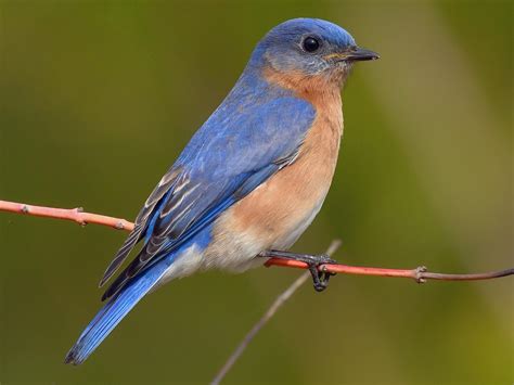 45 Common Birds In New York With Pictures And Identification