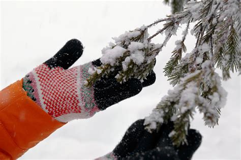 니트 장갑에 여자의 두 손을 눈 덮힌 전나무의 분 지를 들고 있다 12월에 대한 스톡 사진 및 기타 이미지 12월 1월 걷기 Istock