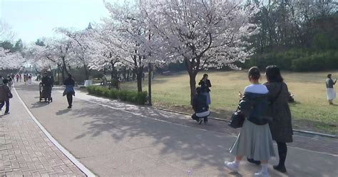 늦게 핀 벚꽃 때문에 여의도 교통 통제 4일→8일 연장