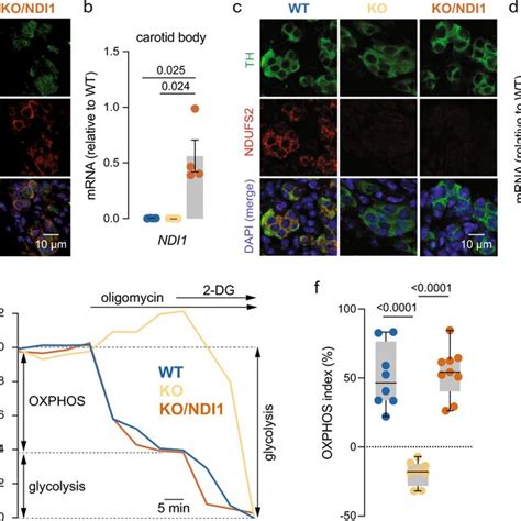 Rescue Of The Hypoxic Ventilatory Response And Systemic Defects By Download Scientific Diagram