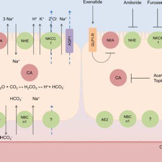 CSF Secretion Modulation At The Choroid Plexus Simplified Schematics Download Scientific