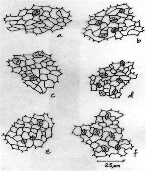 Leaf Epidermal Features Showing Anomocytic Stomata In Upper And Lower