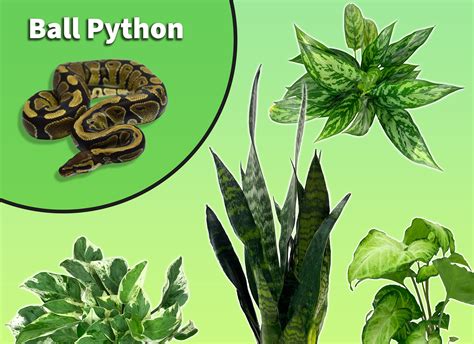 Ball Python Starter Plant Pack The Bio Dude