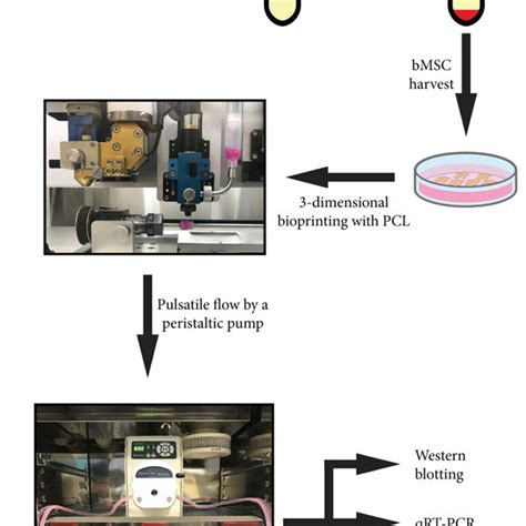 Scheme Diagram Of The Experimental Design Download Scientific Diagram
