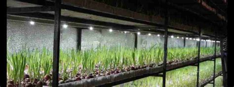 Вирощування цибулі на перо як бізнес поради фермера