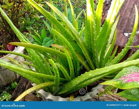 Aloe Vera Plant Is Used As A Hair Fertilizer Wound Healer And For