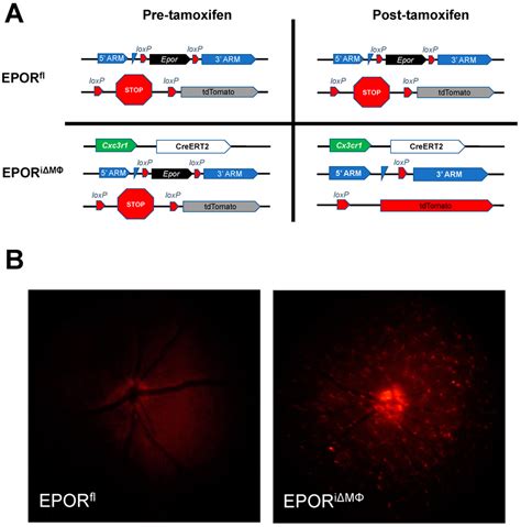 Validation Of Tamoxifen Inducible Macrophage Specific Cre Loxp Mouse Download Scientific