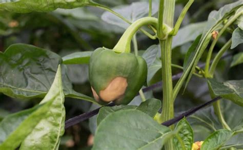 Growing Peppers Pepperscale