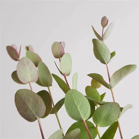 포레스트 길 그린 식물과 어울리는 하얀느낌의 조화를 찾았었는데 드디어 발견했어요🤗 💃💃💃 비슷한 느낌의 조화가 있긴하지만 실물보면 너무 조화틱해서 진행 못했었는데 요