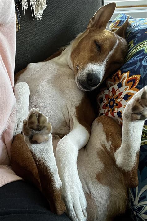 If I fits, I sleeps… : r/WhatsWrongWithYourDog