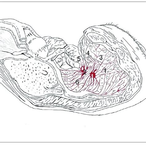 Innervation Of Lesser Pelvis Organs In Women In The Segmental Type