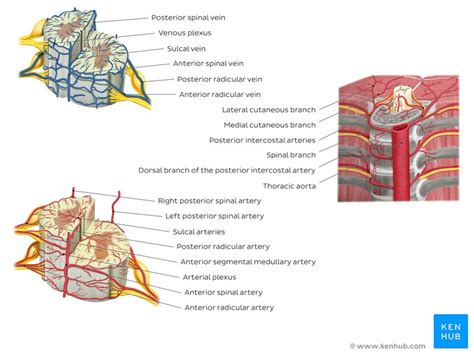 Functional Anatomy Of Spinal Cord
