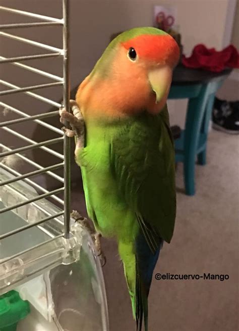 Mango Lovebird A Comprehensive Guide To Keeping And Breeding Bird Lover