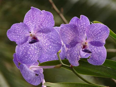 Vanda Orchid Care Uses And Getting It To Flower Again