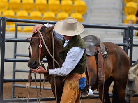 Saddling And Bridling David Stuart