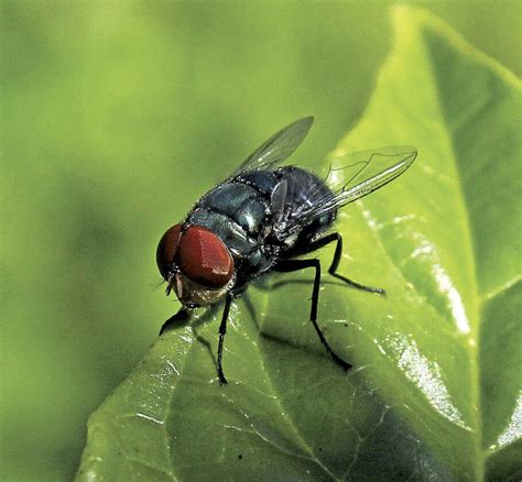 ‘ding Darling Hosts 10th Annual Photo Contest For High Schoolers Cape Coral Breeze