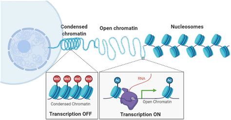 How Does Chromosome Compaction Work At Molly Paton Blog