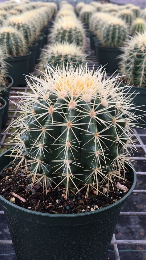 21 Ideeën Over Knutselen Knutselen Cactus Decor Cactus