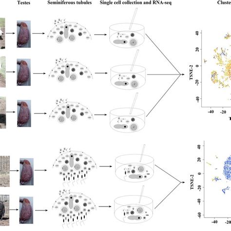 Single Cell Transcriptome Profiling Of Pubertal Testicular Cells From Download Scientific