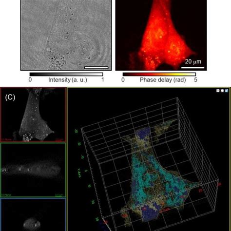 Pdf Quantitative Phase Imaging And Artificial Intelligence A Review
