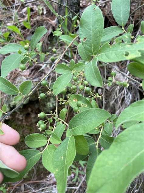 Southern Deerberry From Anniston Al Us On May 11 2023 At 12 36 Pm By John Kees · Inaturalist