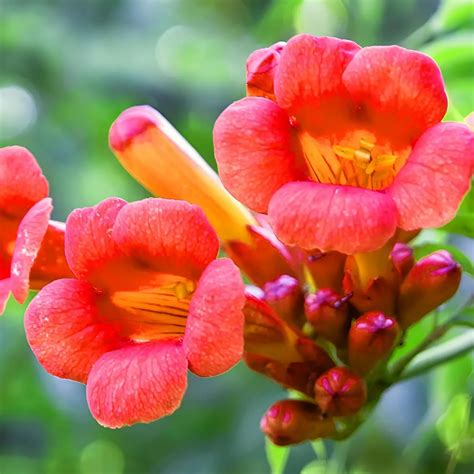 Kviter 100 Red Trumpet Vine Seeds Campsis Radicans