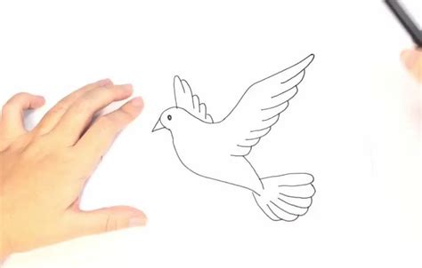 How To Draw A Dove Step By Step Process Visual Art