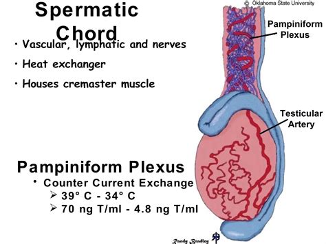 Male Reproductive Anatomy Univ Of Winsconsin Madison Ppt Infertility Reproductive Health