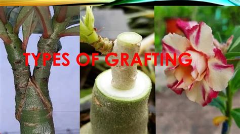 Grafting Techniques And Its Classification Pptx