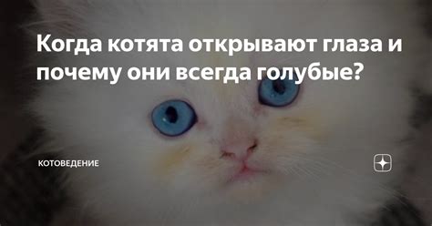 Когда котята открывают глаза и почему они всегда голубые КотоВедение Зоопсихолог Юлия