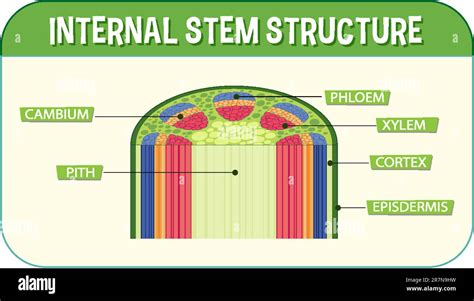 Internal Structure Of Stem Diagram Illustration Stock Vector Image And Art Alamy