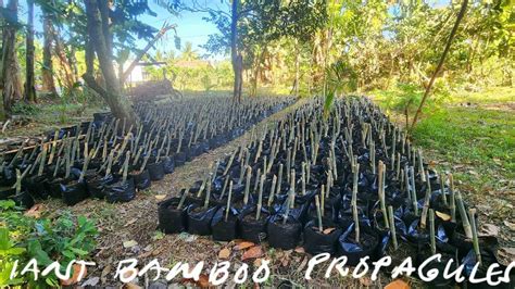 Bamboo Plantation Project Ilulunsad Ng Diocese Of Legazpi Veritasph