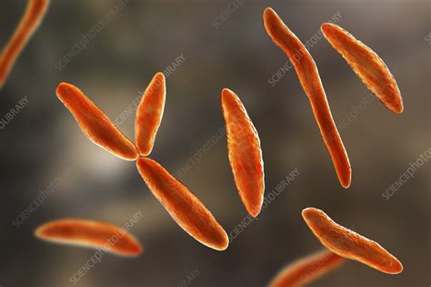 Corn Smut Microscope