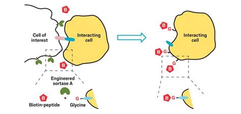 New Labeling Method Can Reveal Cell Cell Interactions