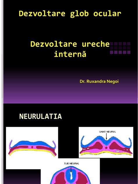 Embrio | PDF