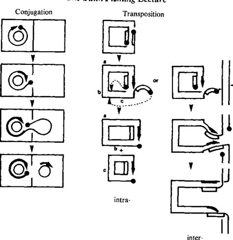 Figure 2 From The Maintenance And Propagation Of Plasmid Genes In Bacterial Populations The
