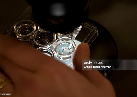 Embryo Sorting Part Of The In Vitro Fertilization Process In The News Photo Getty Images