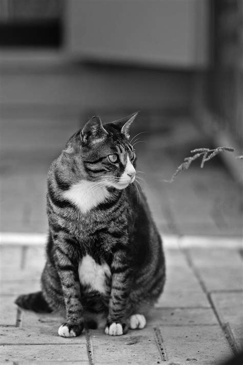 흑백사진 고양이