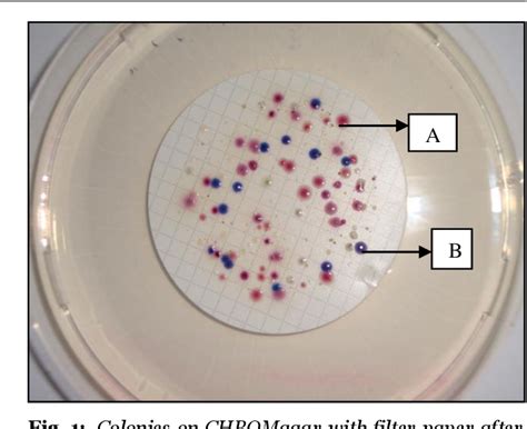 Membrane Filter Technique For Water Analysis At Eric Maxwell Blog