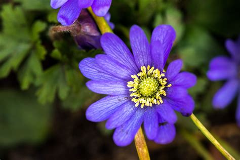 Anemone Blanda Purple Flower Closeup Free Picture For Your Blog