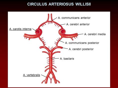 Пин на доске Circle Of Willis Willisův Tepenný Okruh