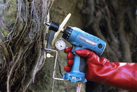 Tree Inoculation Stock Image E760 0208 Science Photo Library