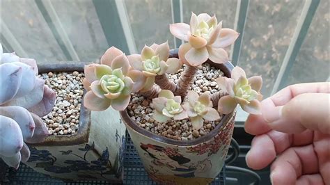 다육이♡ 12월 춥고 건조한 베란다 다육이 물주기 관리법💓💓 Youtube