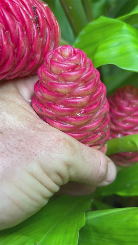 Shampoo Ginger Plant Incredible Edible Landscapes
