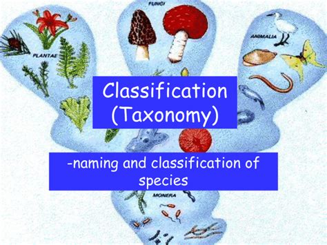 Classification