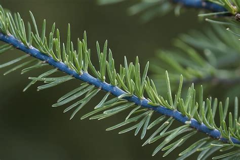 Juniper Leaf Details Images Free Download On Freepik
