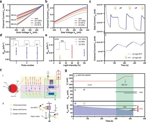 Opect Operation Under Light Conditions And Retina Visual Pathway Download Scientific Diagram