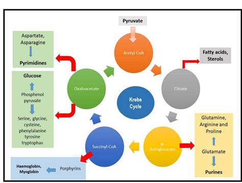 An Overview Of Amphibolic Pathway 88guru