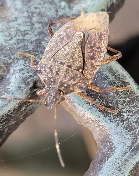 Unknown Brown Bug Halyomorpha Halys Bugguidenet